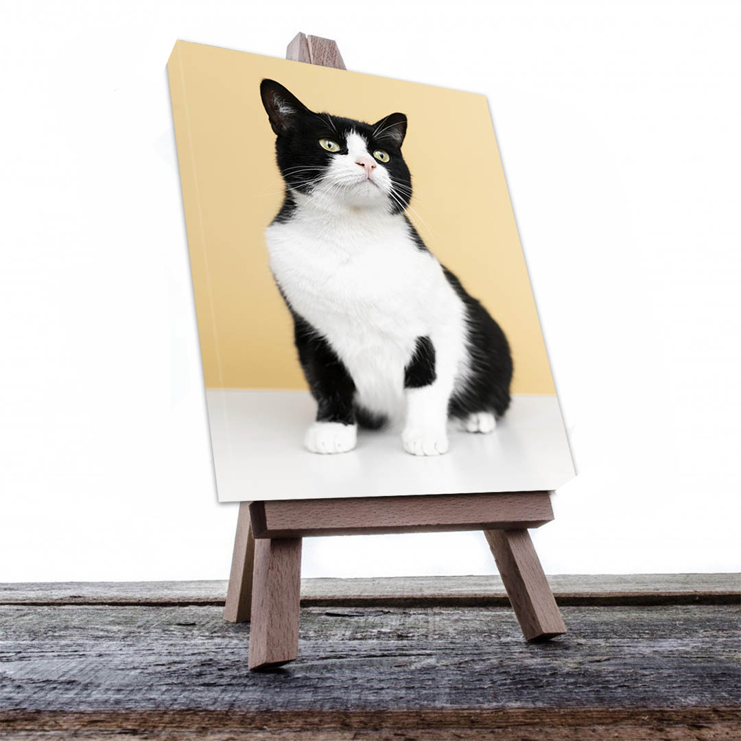 Cuadro Decorativo de Gato Blanco con Negro #501 90 X 60
