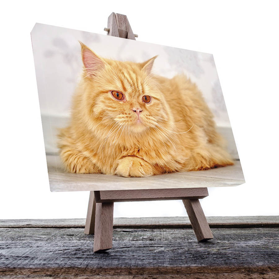 Cuadro Decorativo de Gato Color Miel #35 90 X 60